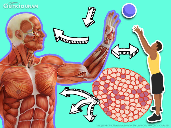 Potencia tu Salud con Ejercicios para el Sistema Músculo Esquelético ...